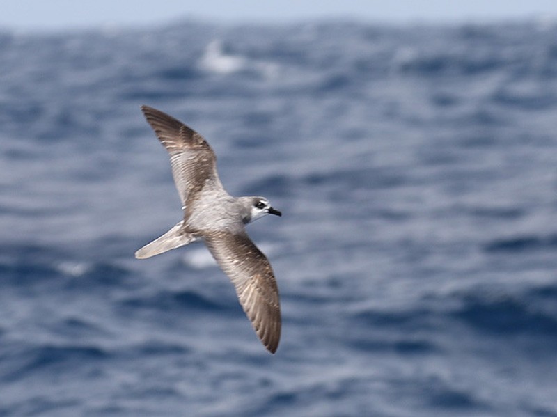 Petrel de Masatierra - eBird
