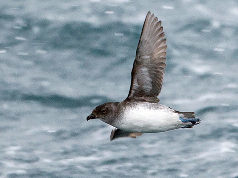 Common Diving-Petrel - eBird