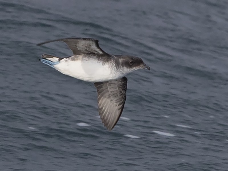 Common Diving-Petrel - eBird