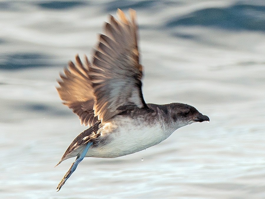 Common Diving-Petrel - eBird