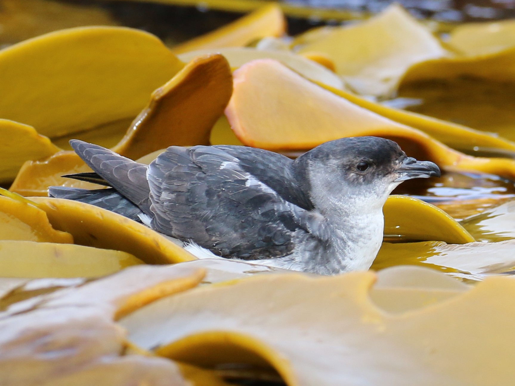 Common Diving-Petrel - eBird