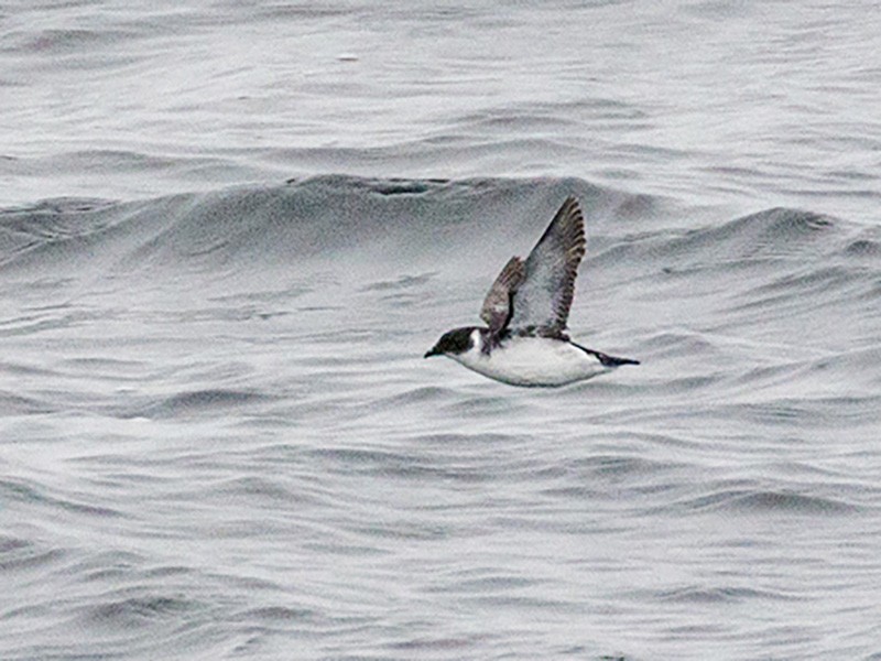 Magellanic Diving-Petrel - eBird