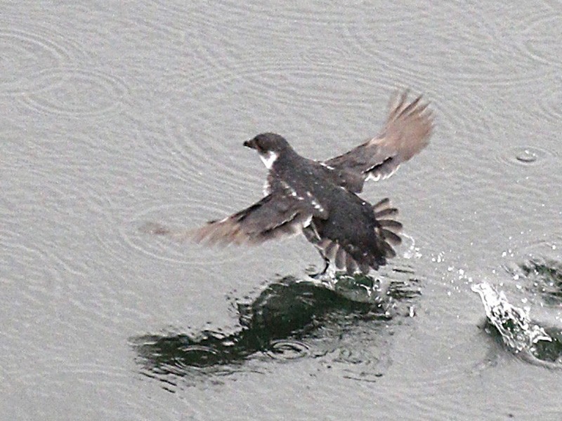 Magellanic Diving-Petrel - eBird