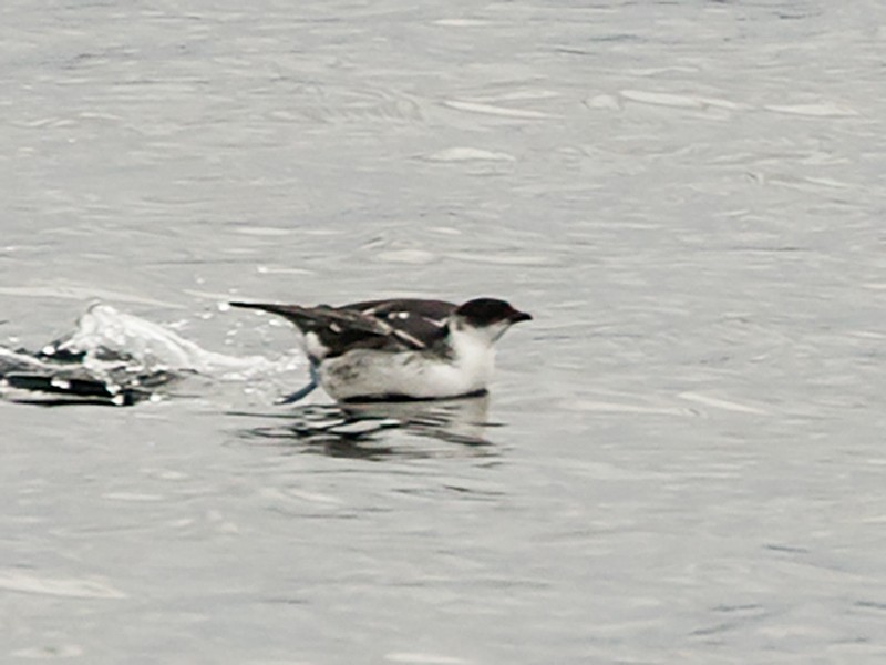 Magellanic Diving-Petrel - eBird