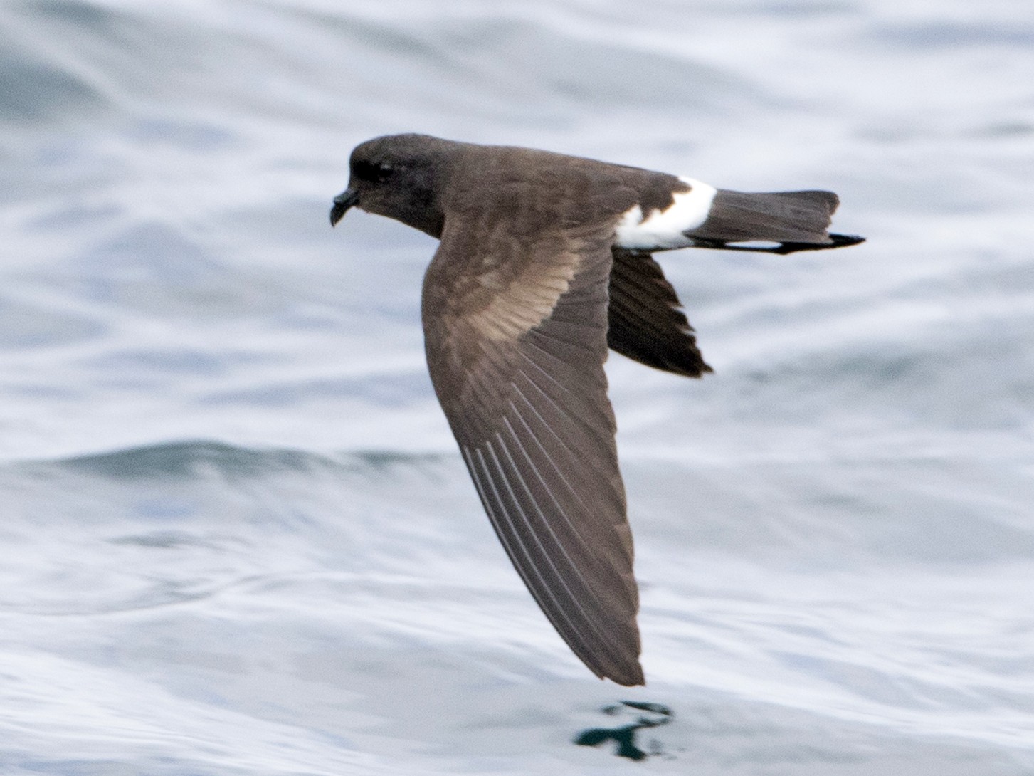 Elliot's Storm Petrel - eBird