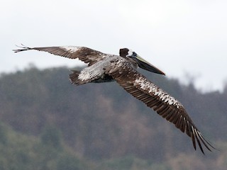 Pelícano Pardo - eBird