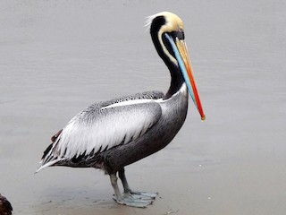 Pelícano Pardo - eBird