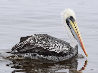 Pelícano Pardo - eBird