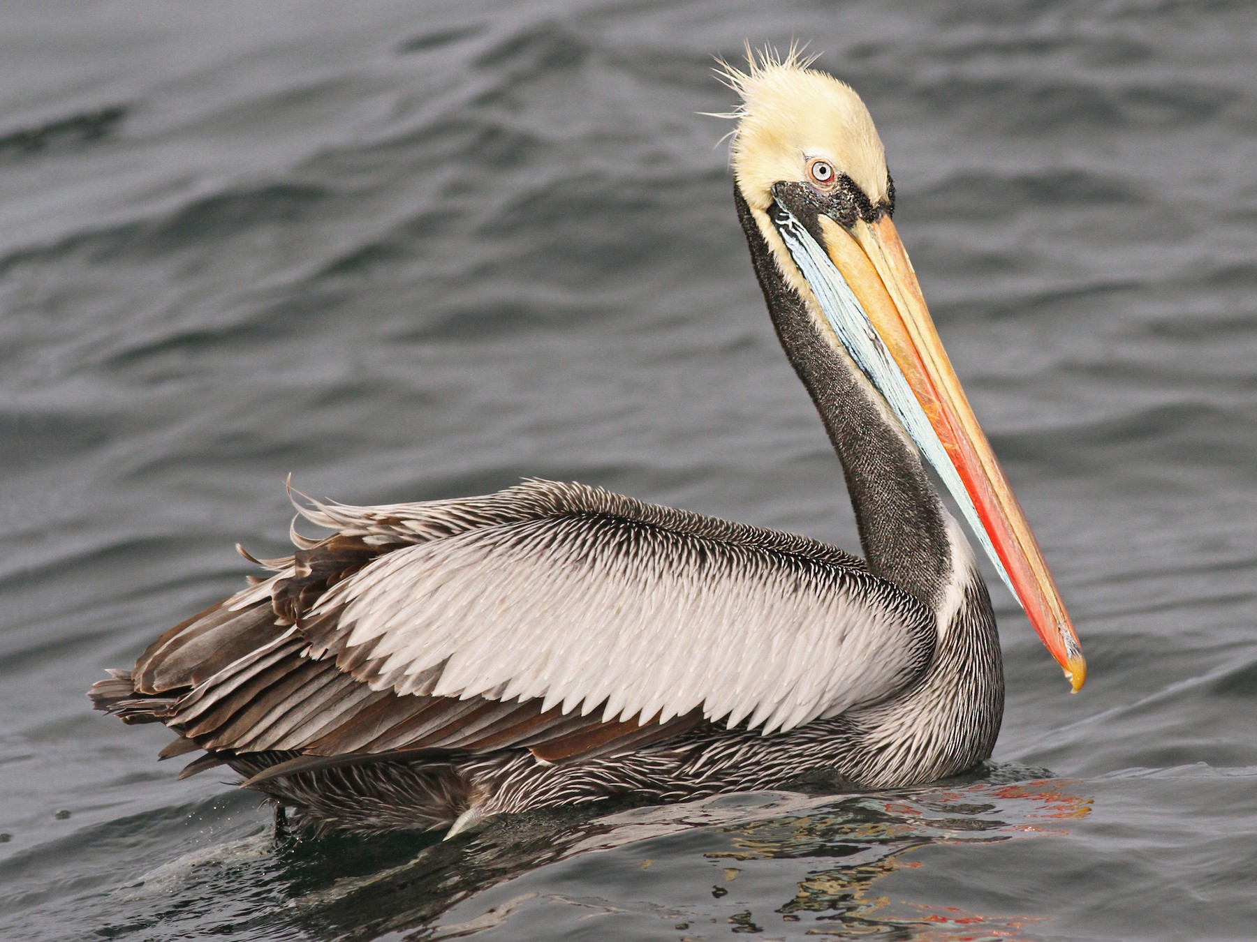 Pelícano Alcatraz - eBird