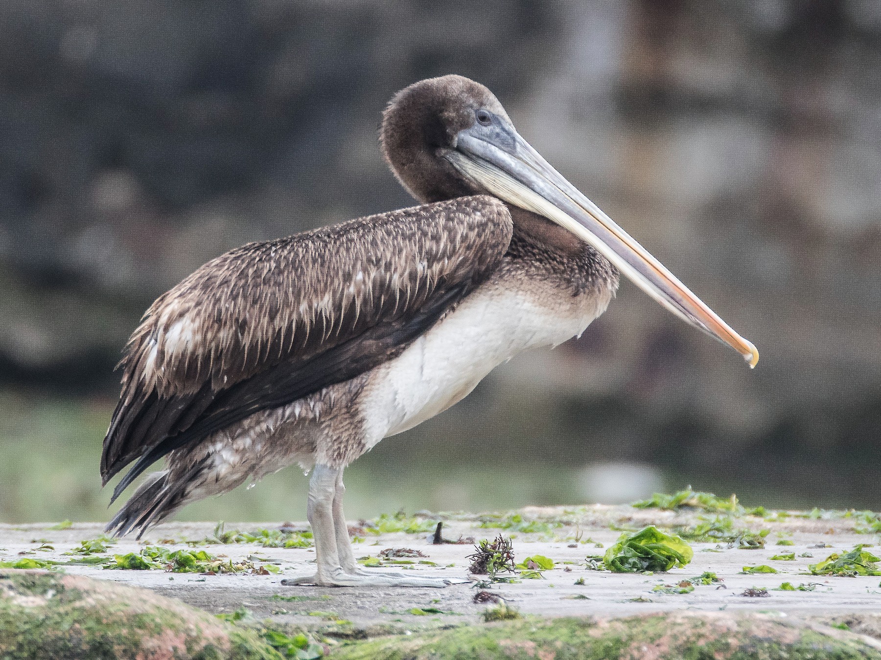 Peruvian Pelican - eBird