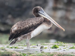 Pelícano Pardo - eBird