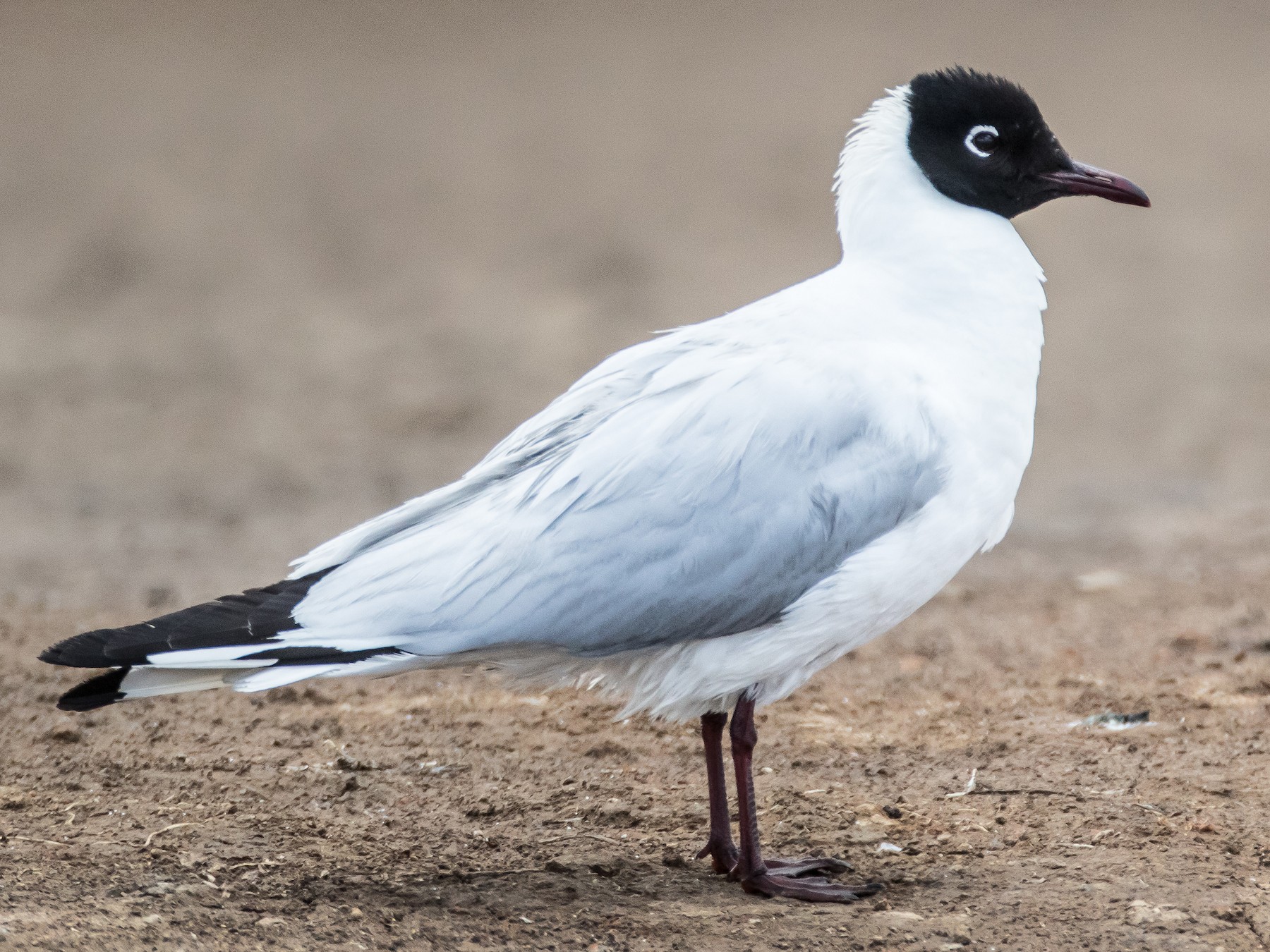 Gaviota Andina - eBird