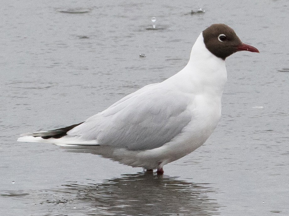Brown-hooded Gull - Chroicocephalus maculipennis - Birds of the World