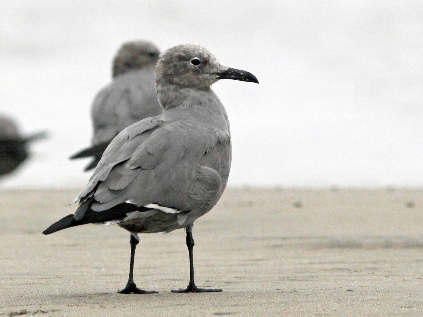 Gray Gull - eBird