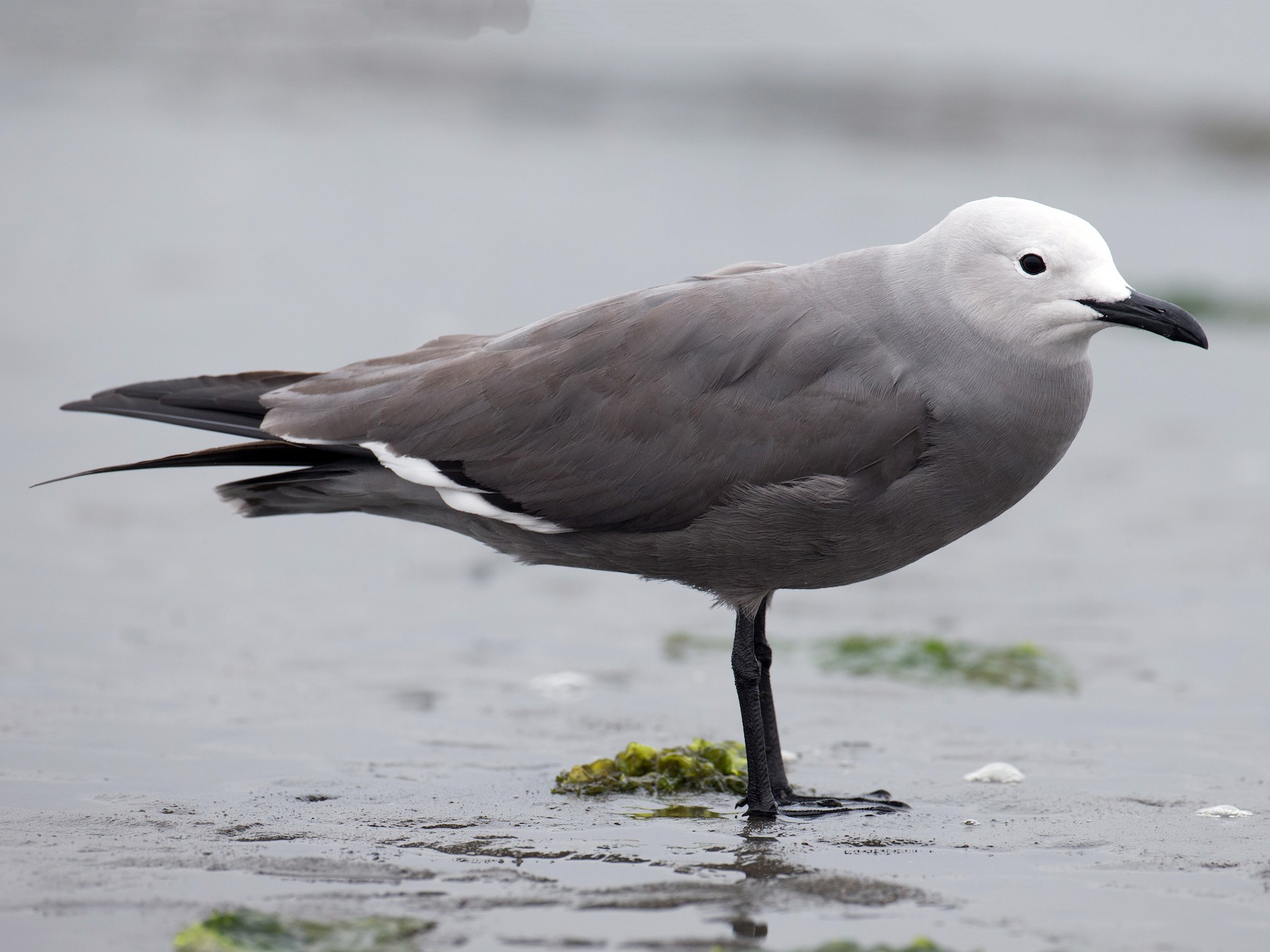 Gray Gull - eBird