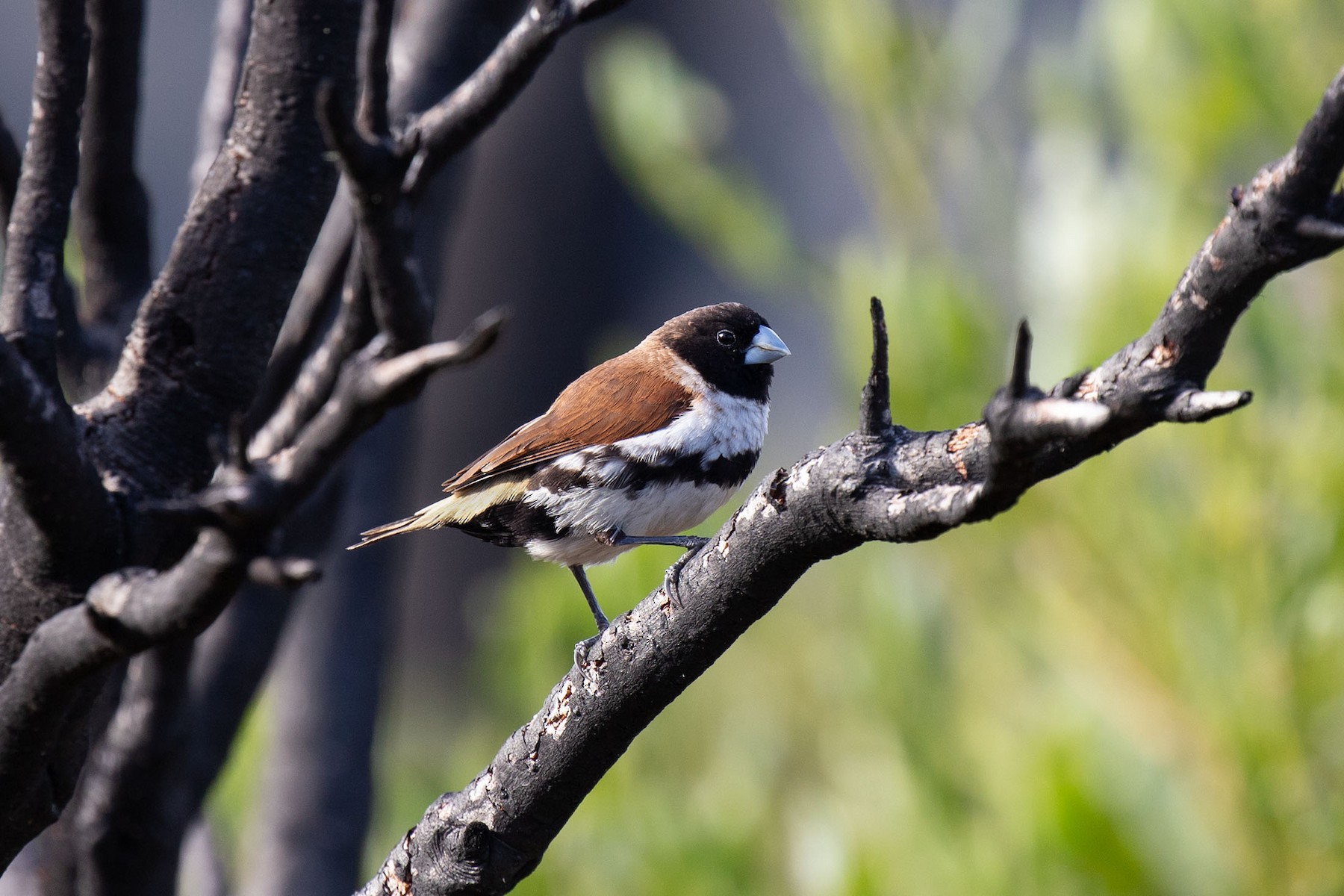 Alpine Munia - eBird