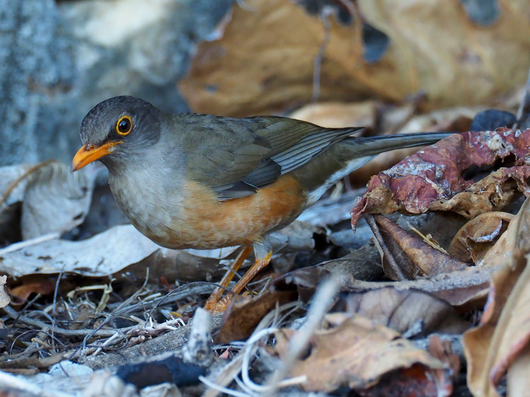 Island Thrush (Christmas) - eBird