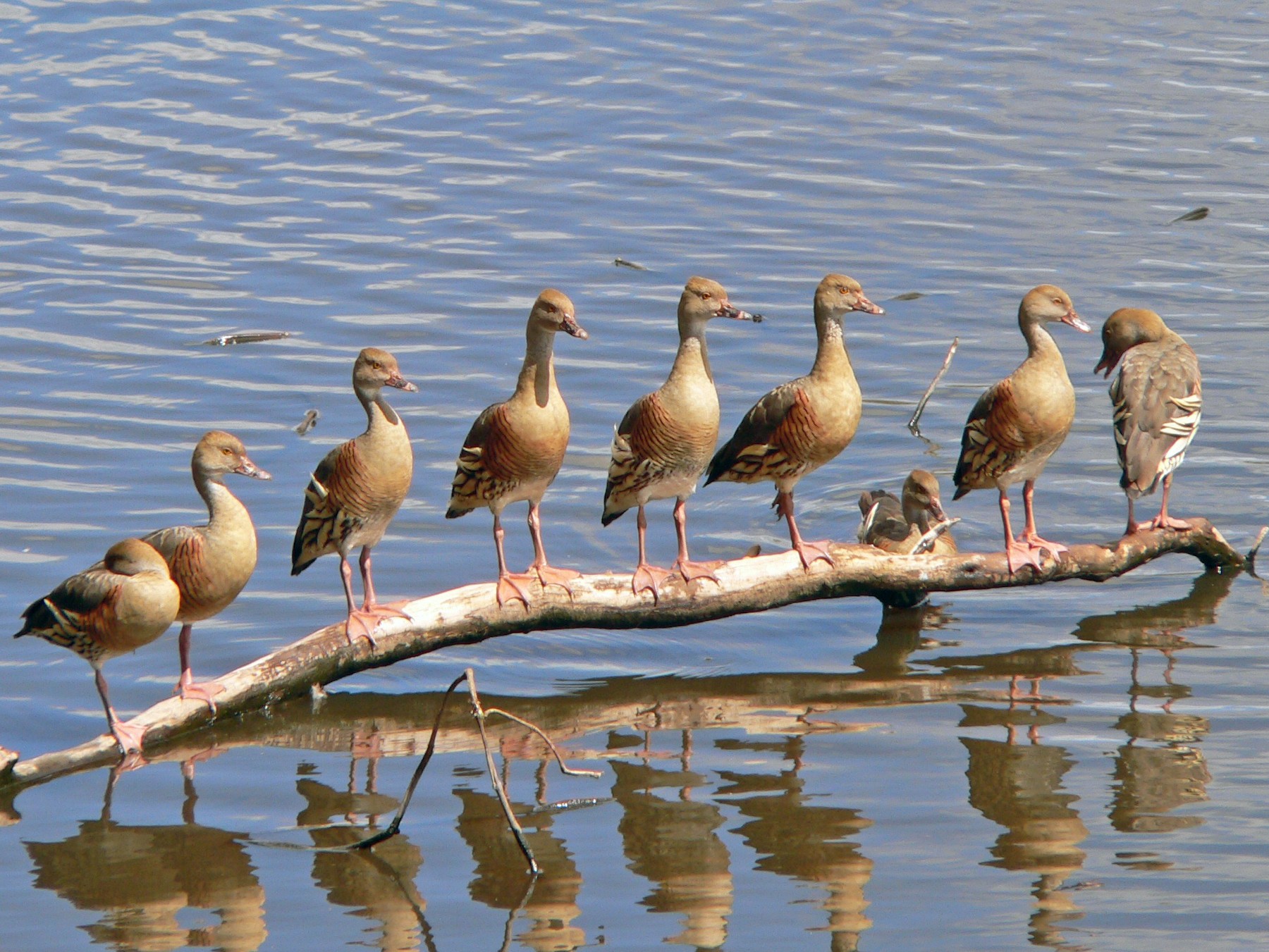 Plumed Whistling-Duck - eBird