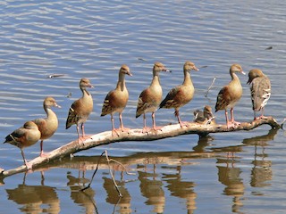 Plumed Whistling-Duck - eBird