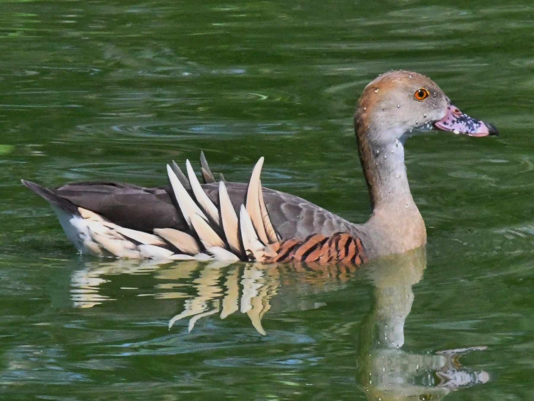 Plumed Whistling-Duck - eBird
