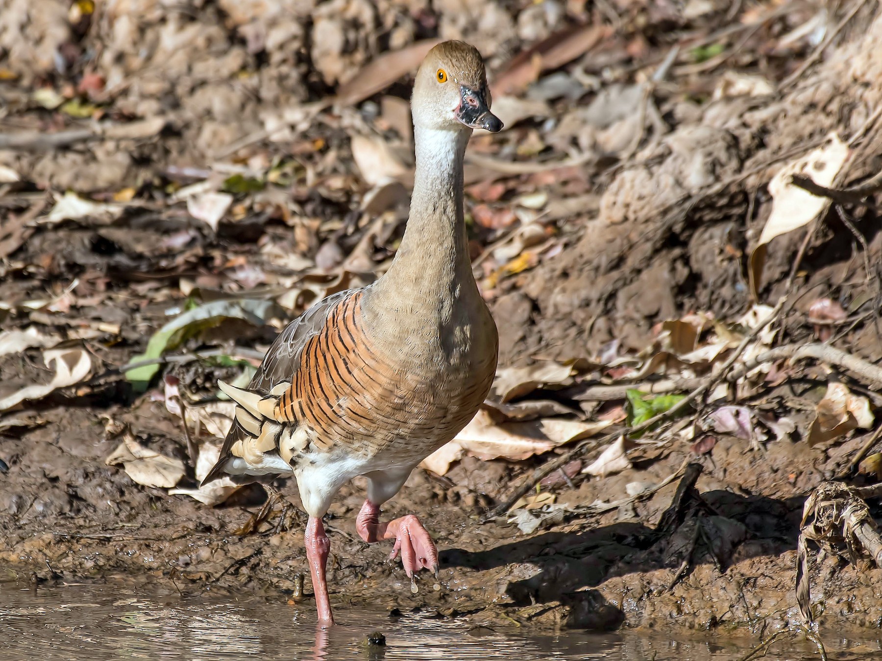 Plumed Whistling-Duck - eBird
