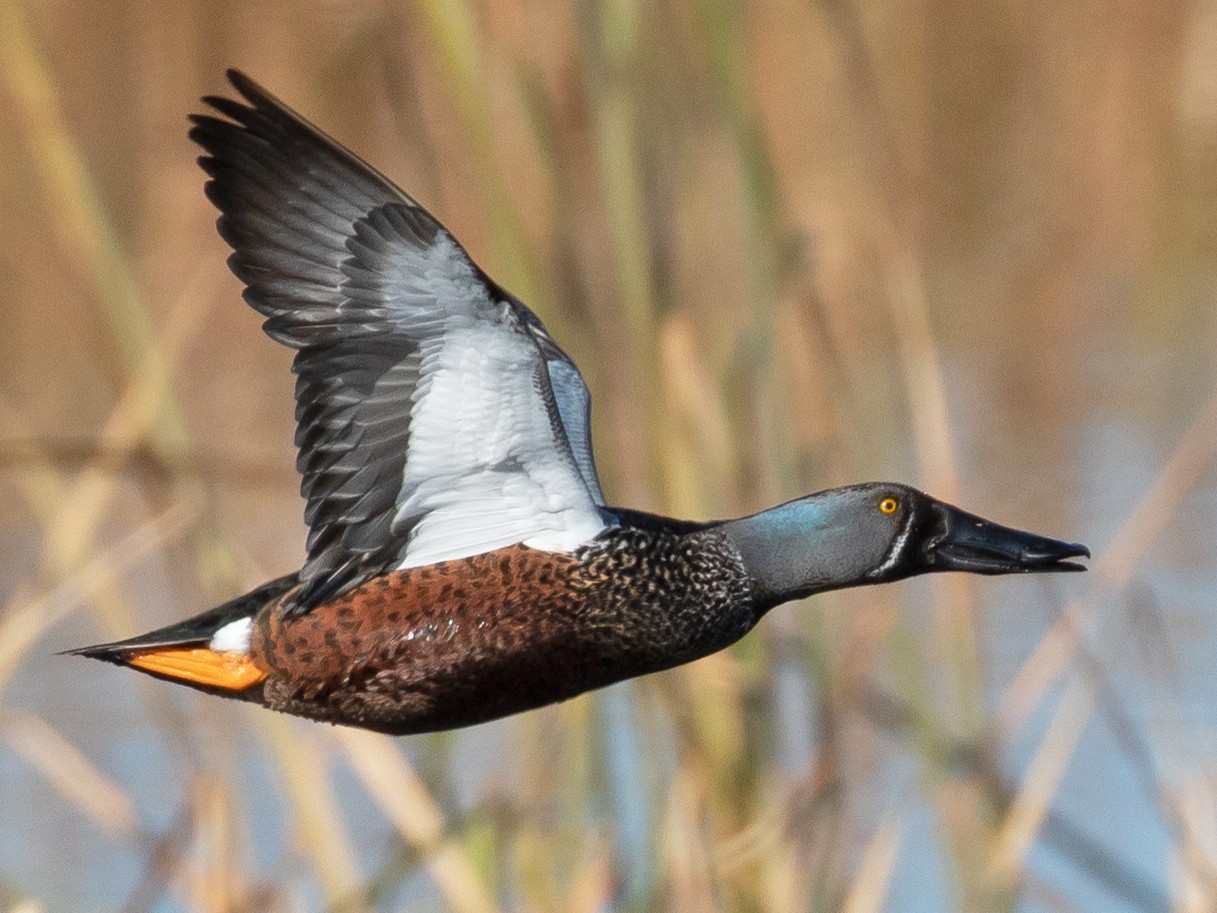 Australasian Shoveler - eBird