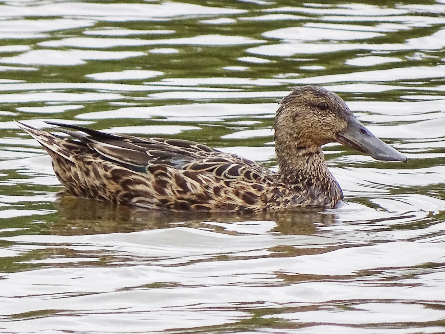 Shoveler Duck Hen