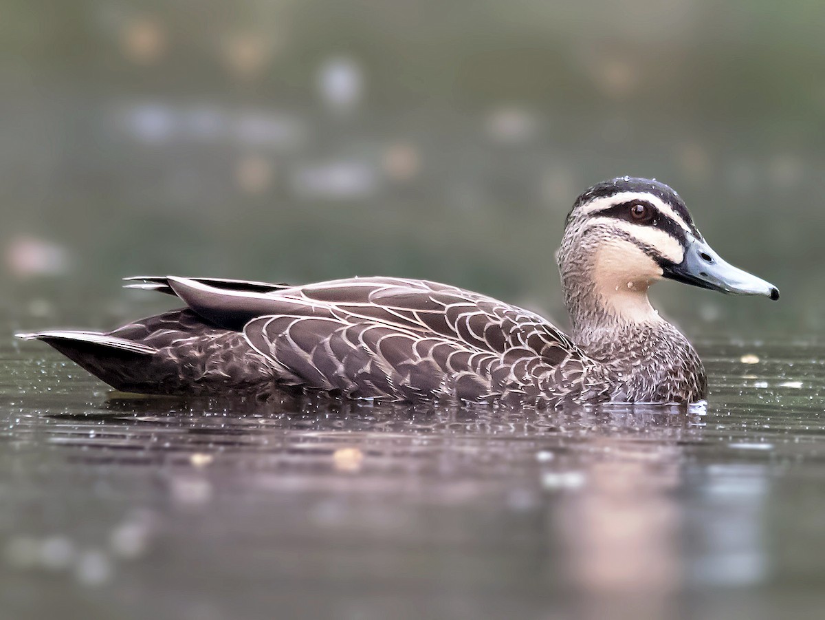 Pacific Black Duck - Anas superciliosa - Birds of the World