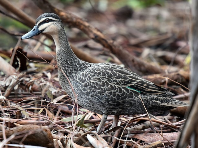 Photos - Pacific Black Duck - Anas superciliosa - Birds of the World