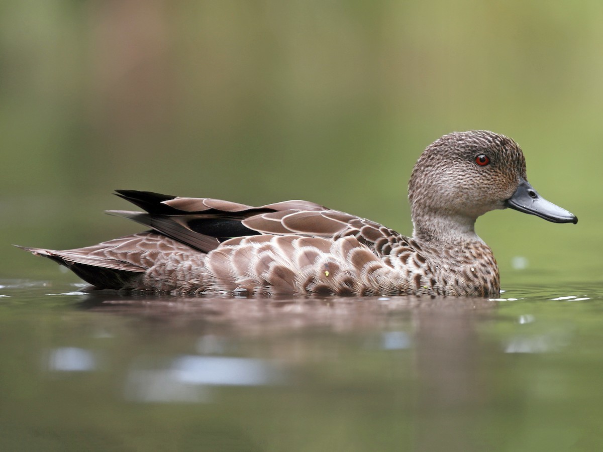 Gray Teal - Anas gracilis - Birds of the World
