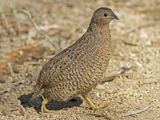 Brown Quail - eBird