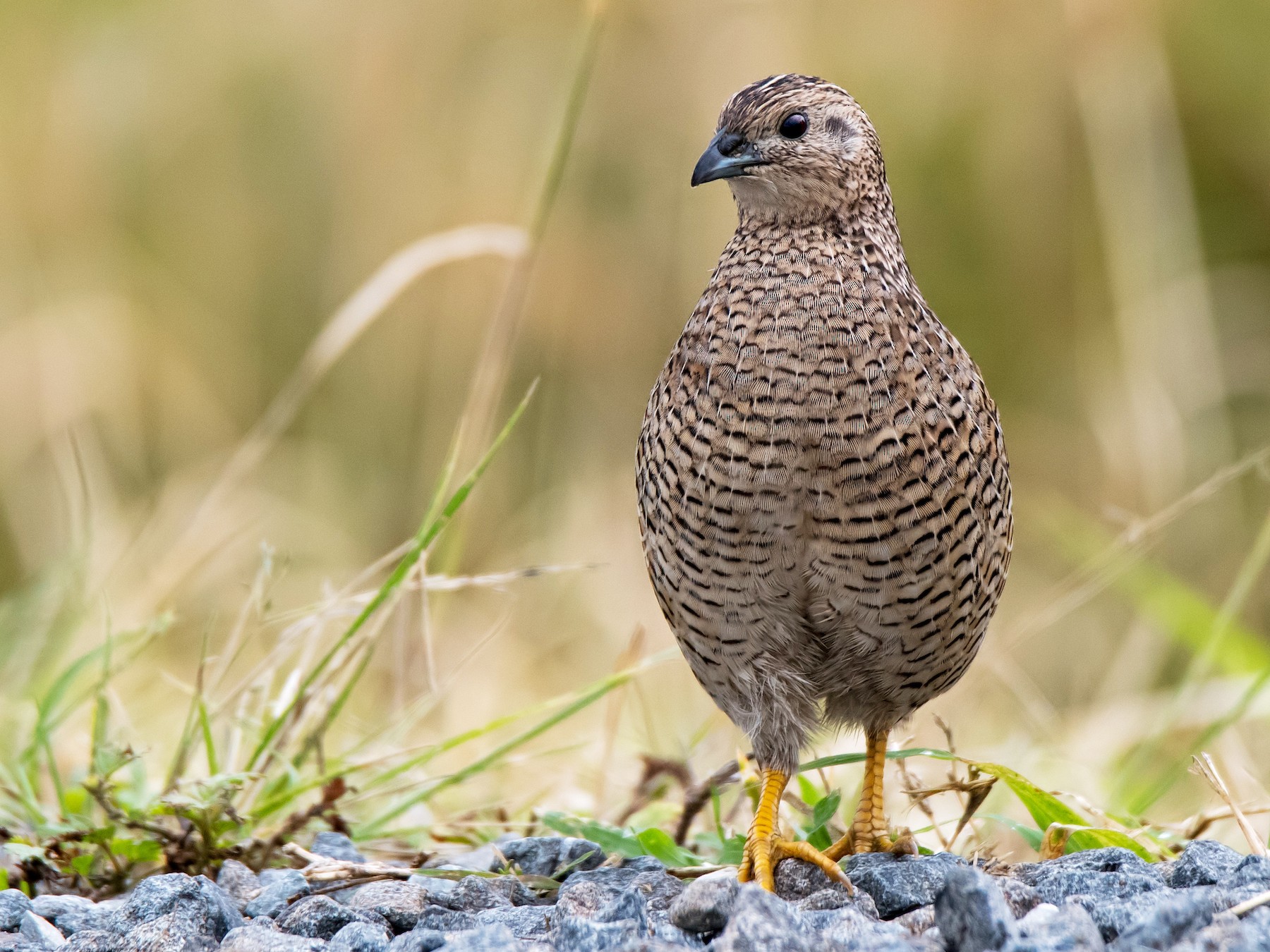 Brown Quail - eBird