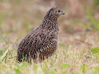 Brown Quail - eBird