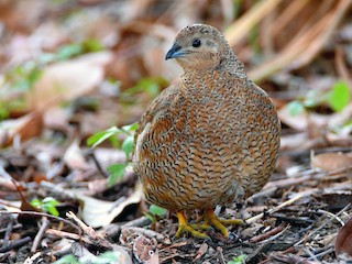Brown Quail - eBird
