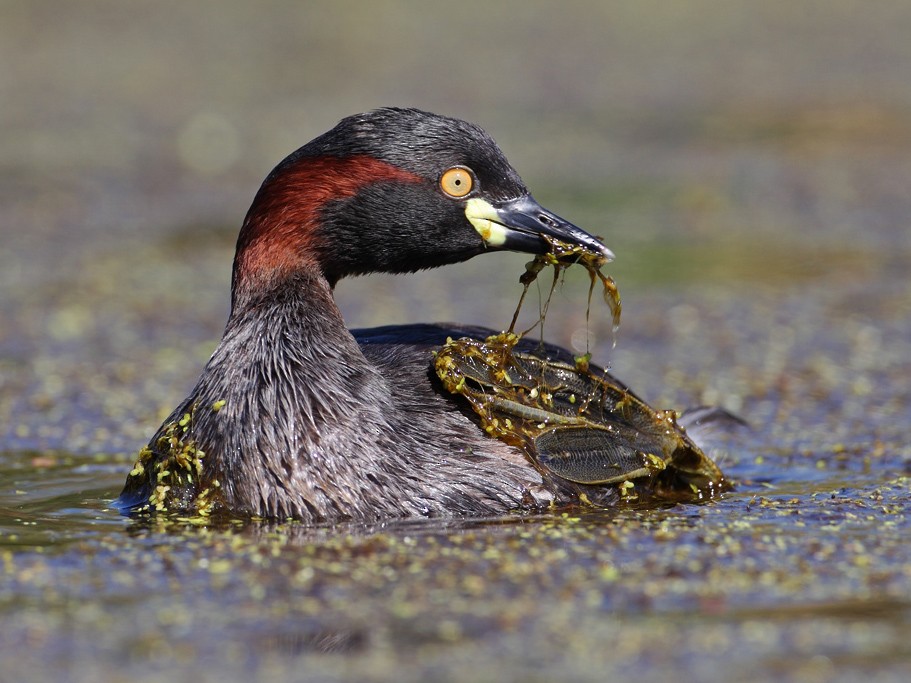 Australasian Grebe - eBird