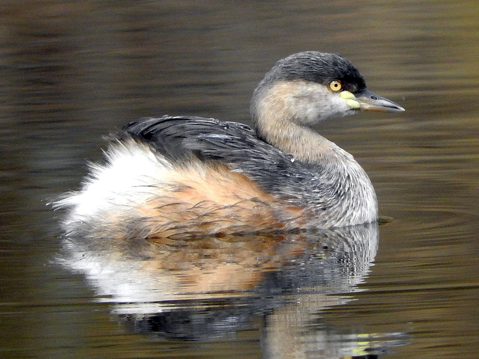 Australasian Grebe - eBird