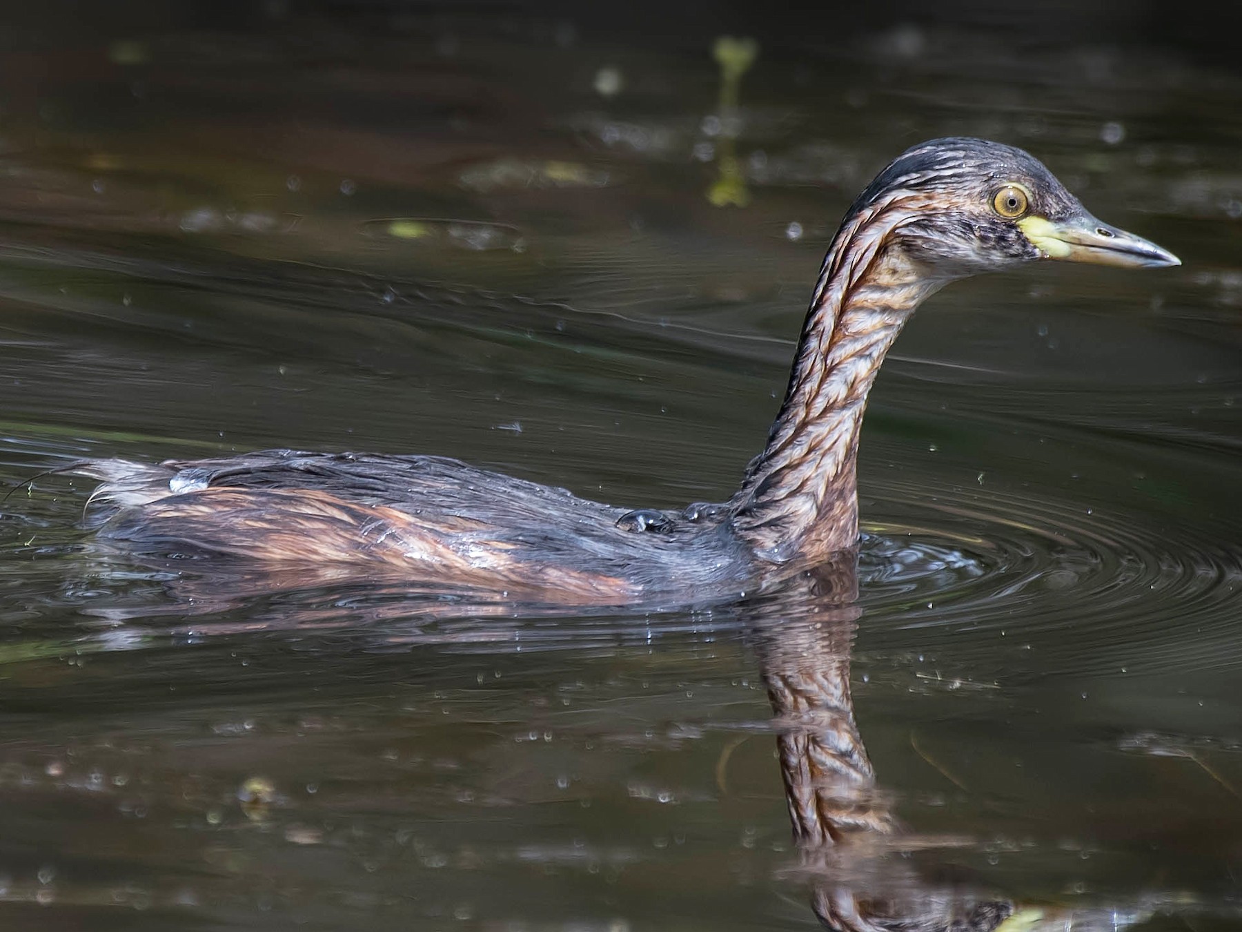 Australasian Grebe - eBird