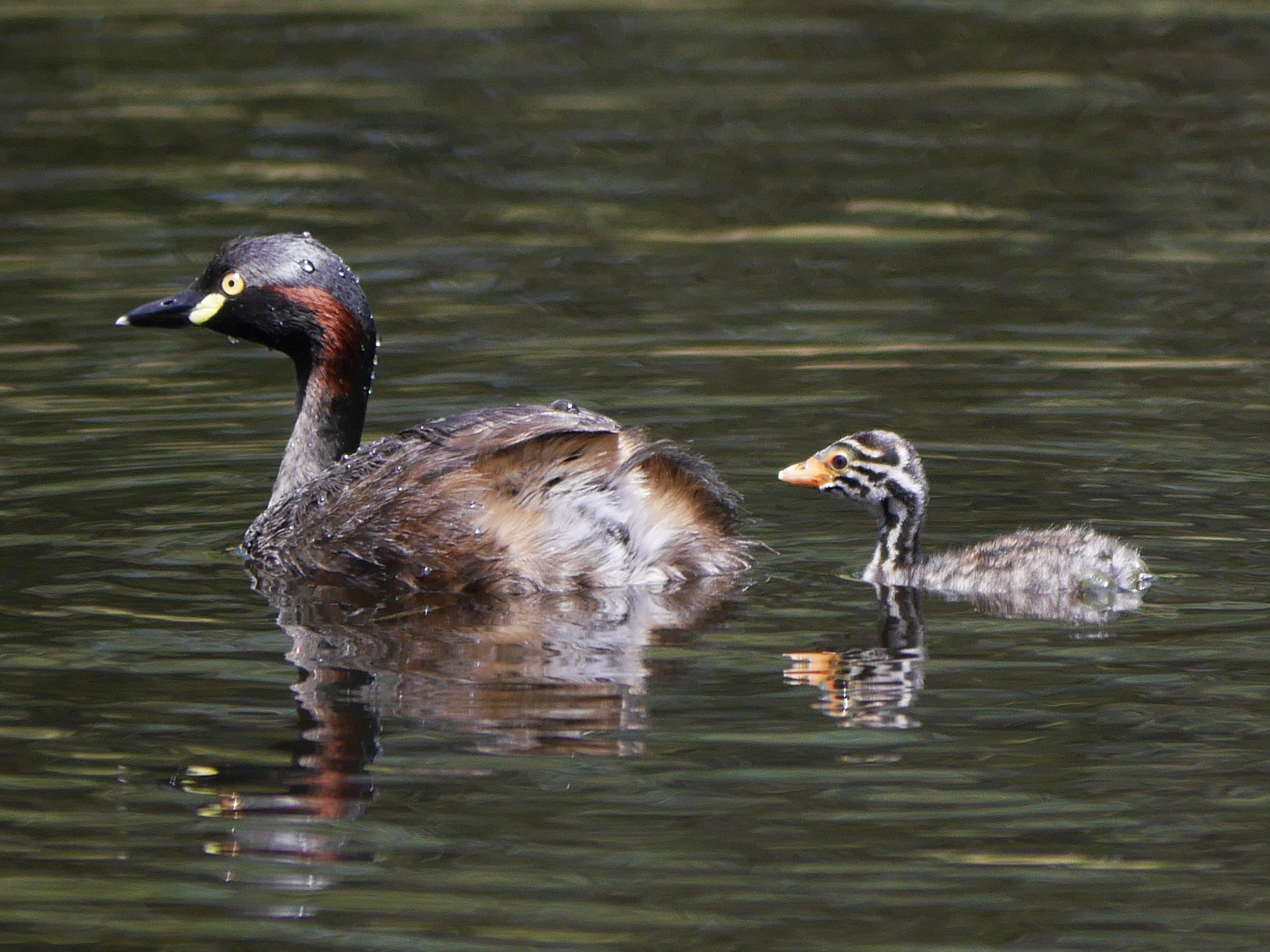 Australasian Grebe - eBird