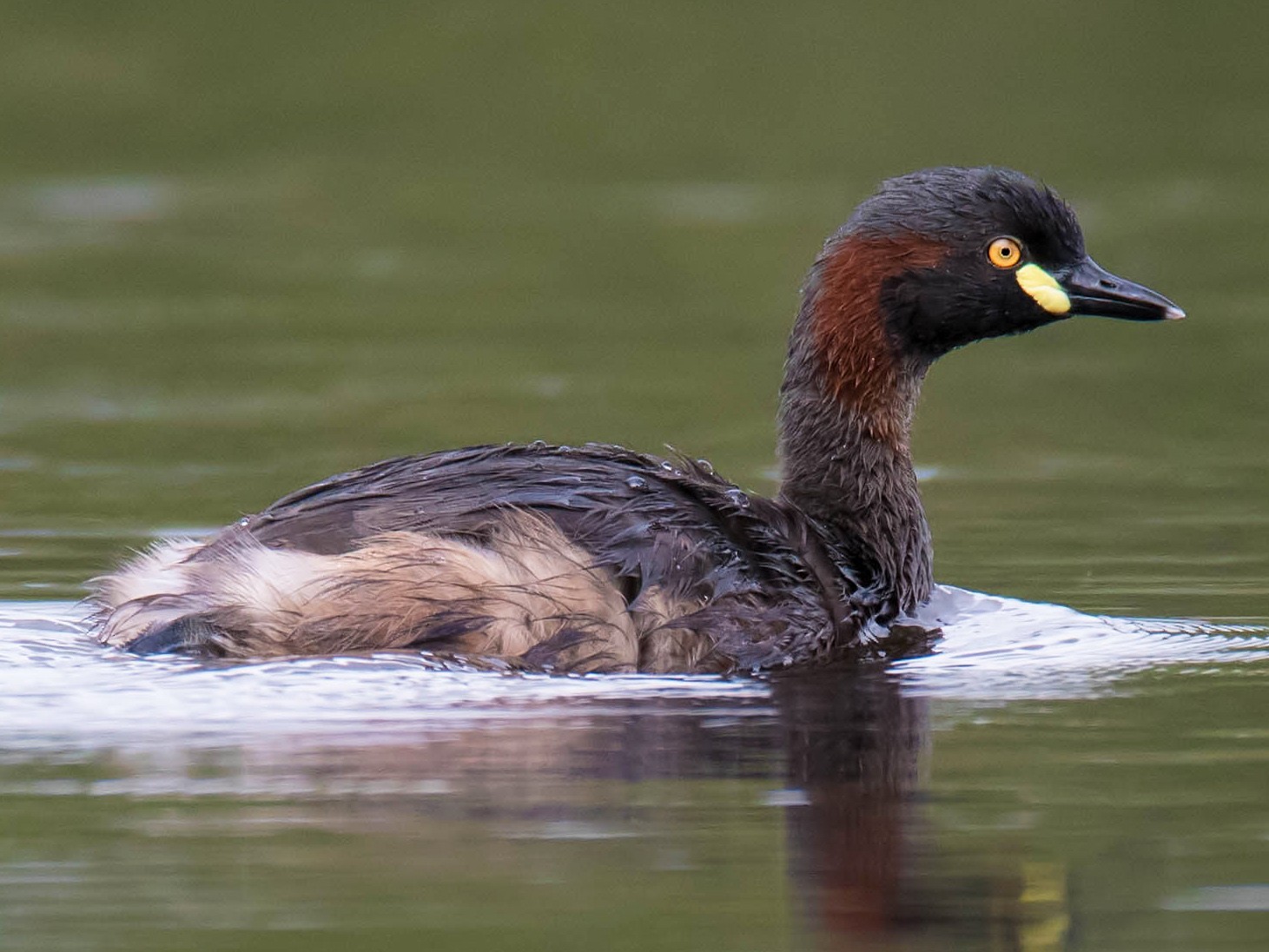 Australasian Grebe - eBird