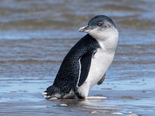 Pingüino azul - eBird