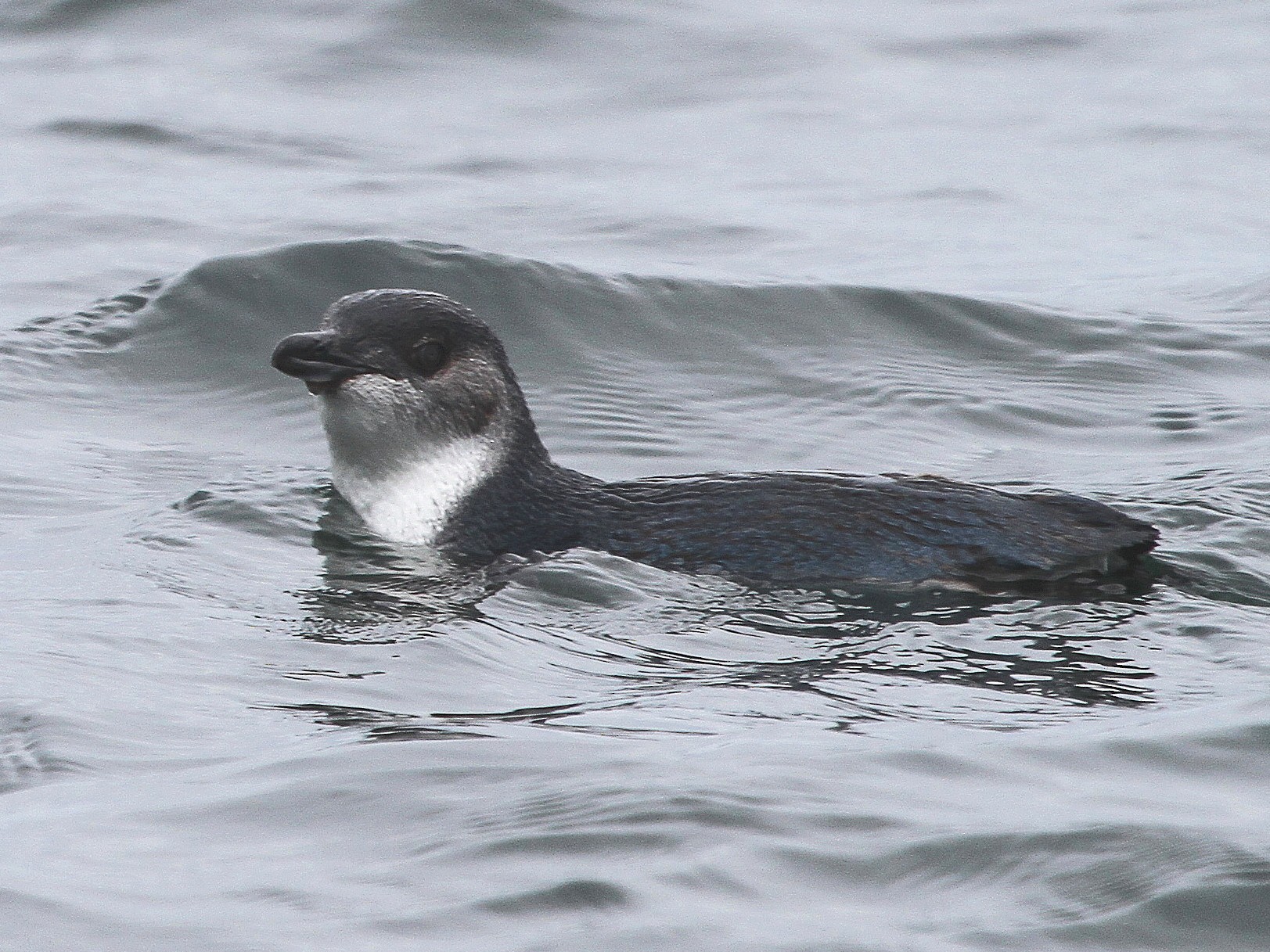 Little Penguin - eBird