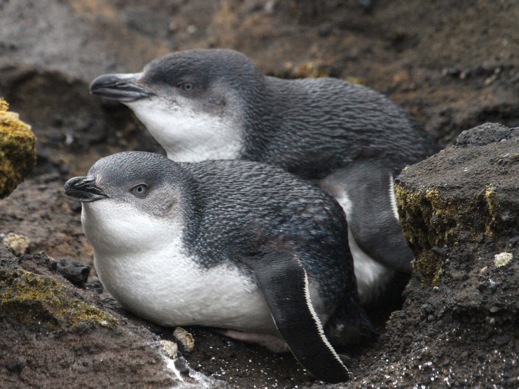 Little Penguin - eBird