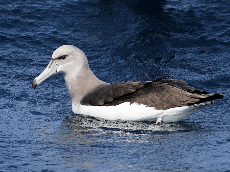 White-capped Albatross - eBird
