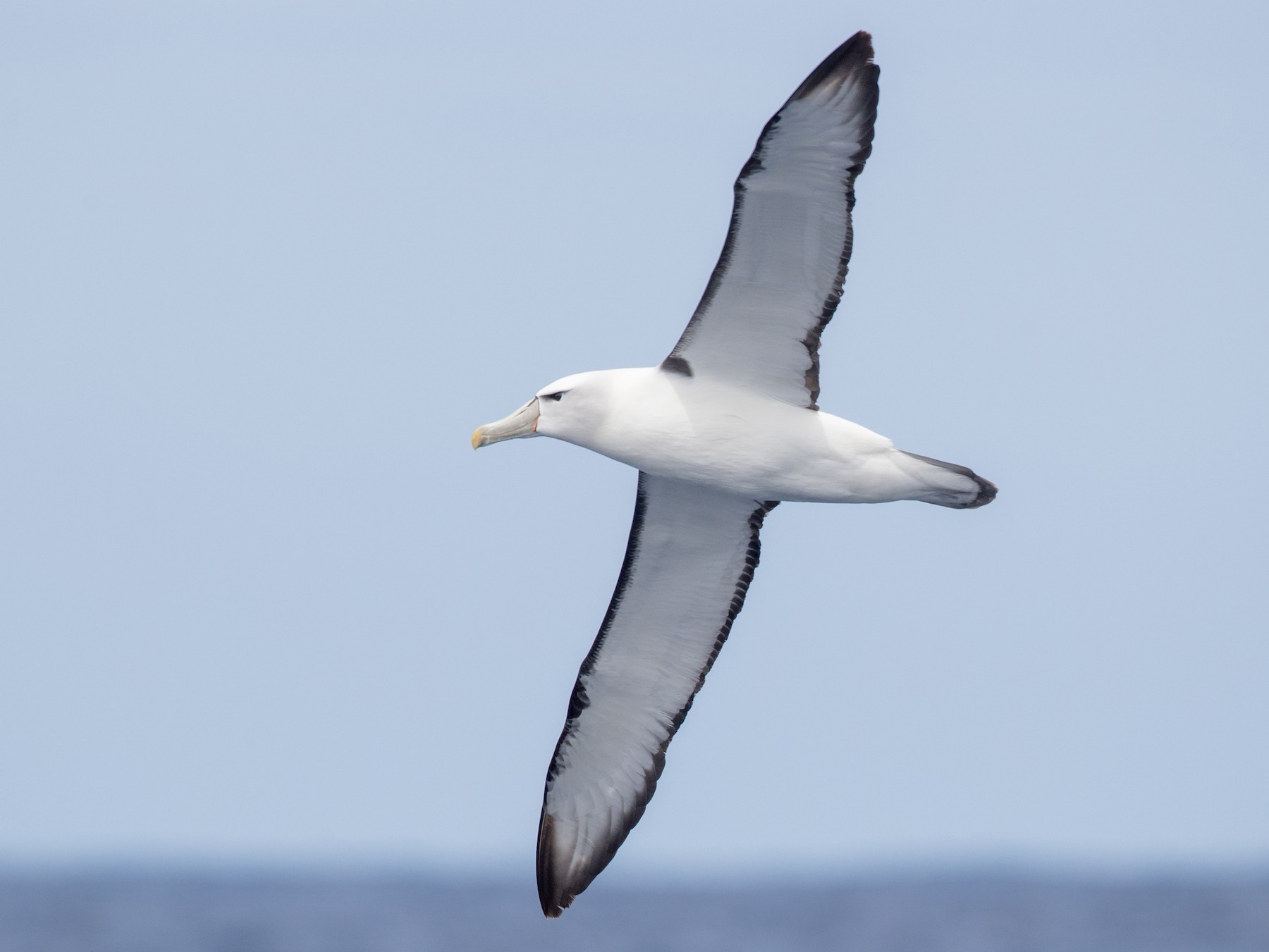 White-capped Albatross - eBird
