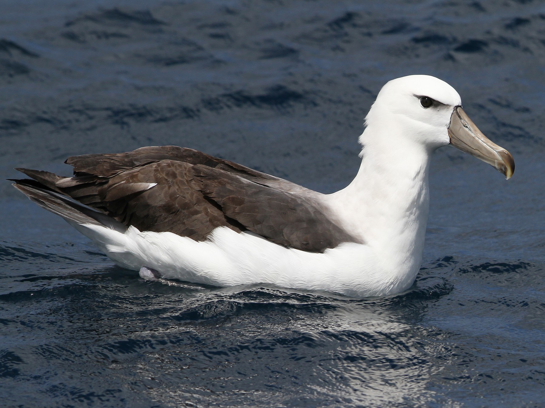 White-capped Albatross - eBird