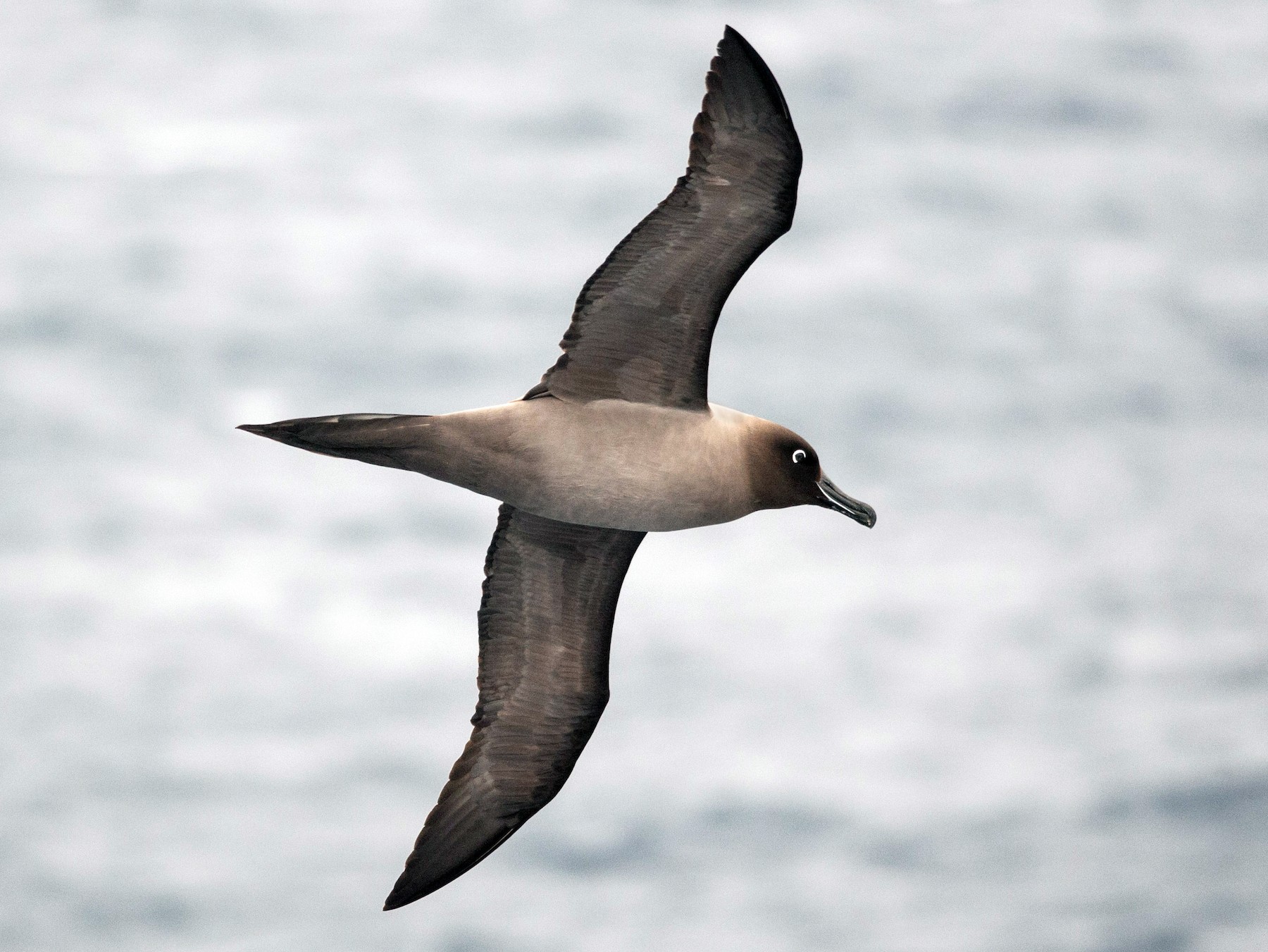 Light-mantled Albatross - eBird