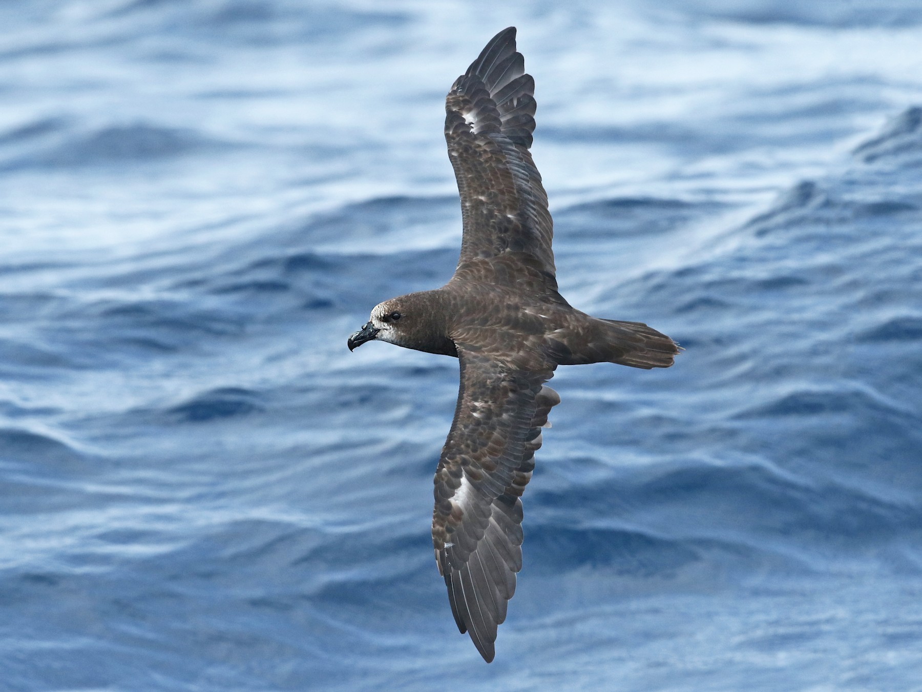 Grey-faced Petrel - eBird