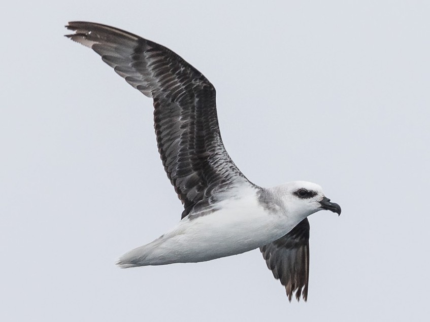 White-headed Petrel - eBird