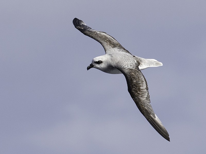 White-headed Petrel - eBird