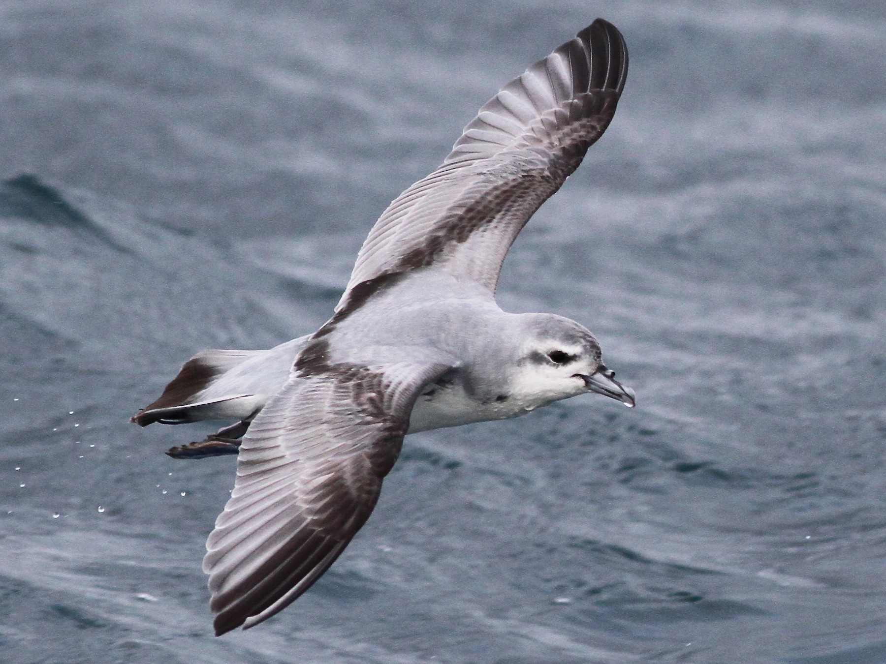 Fairy Prion - eBird